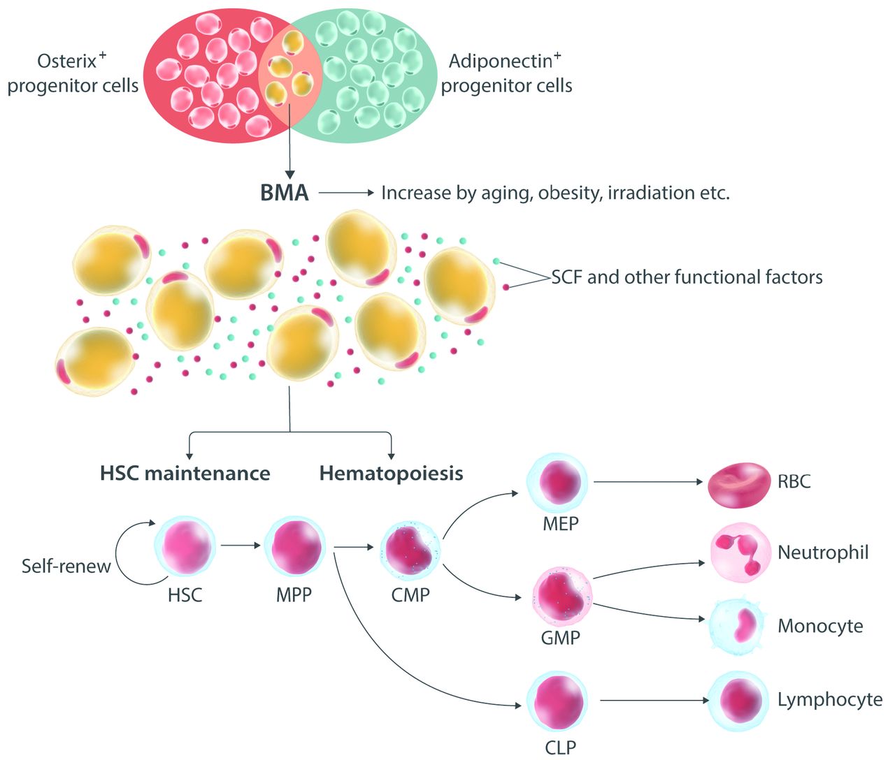 Stem Cell Factor The Bridge Between Bone Marrow Adipocytes And