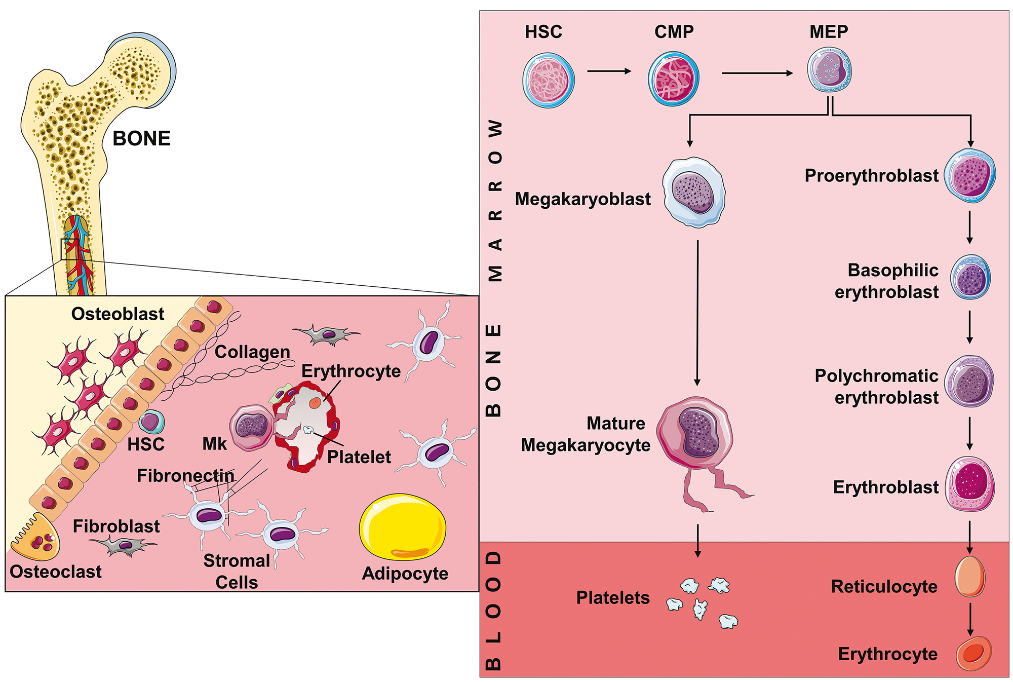 Latest Culture Techniques Cracking The Secrets Of Bone Marrow To Mass 