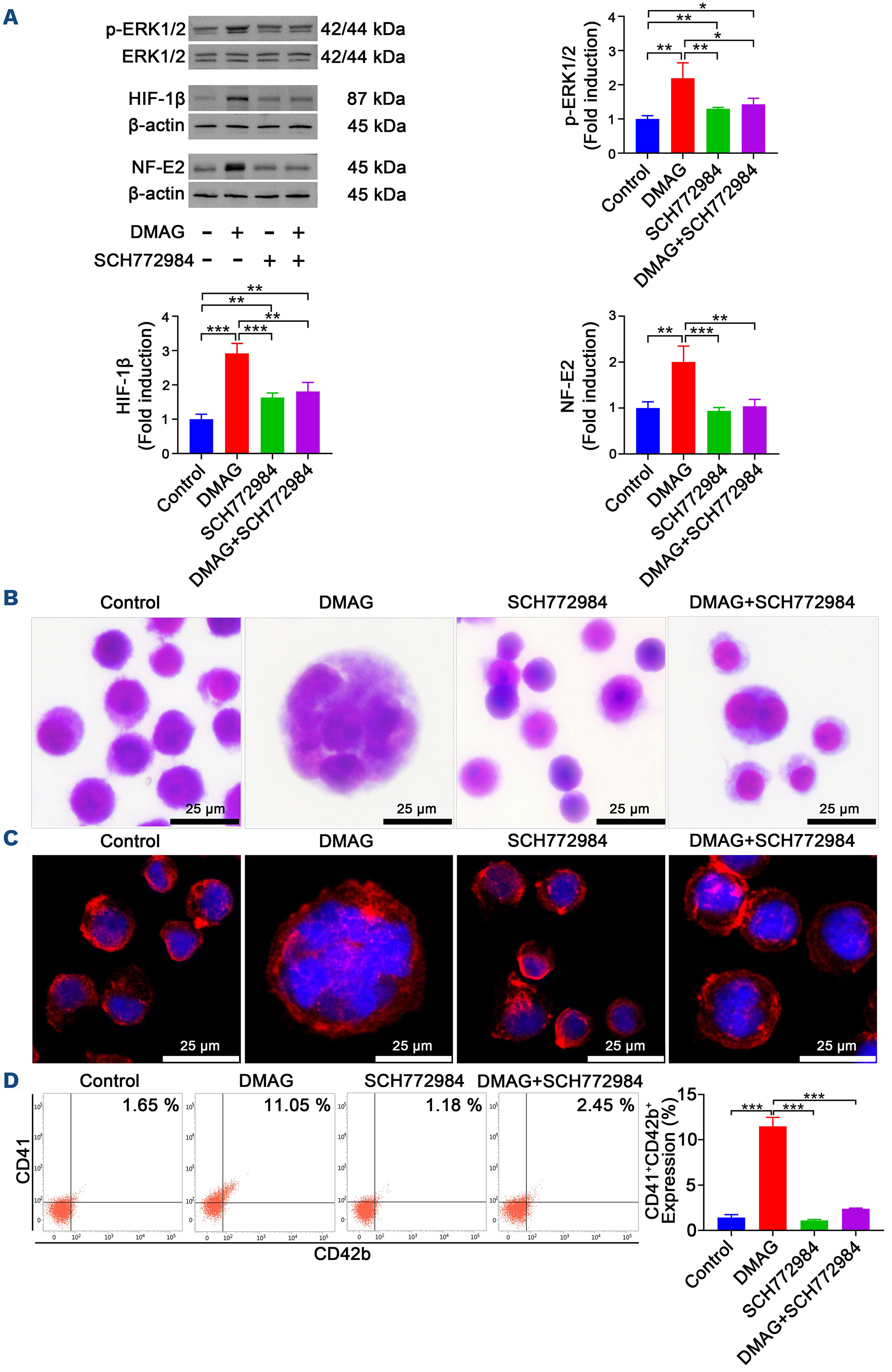 Targeting a thrombopoietin-independent strategy in the discovery of a ...